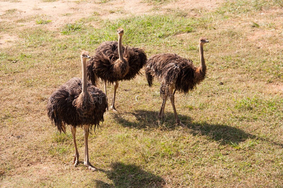 Ostrich stock image. Image of flightless, fauna, herbivore - 87607987