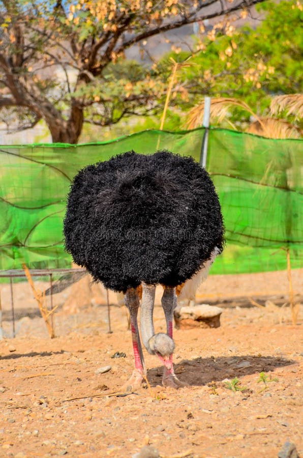 Ostrich Bird stock image. Image of curious, safari, digging - 54574899
