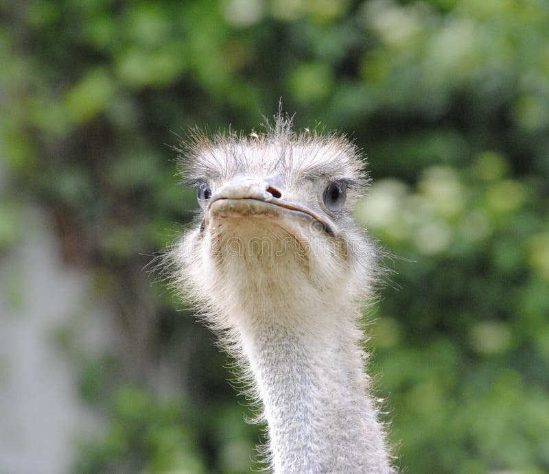 Ostrich, Bird, Beak, Ratite Picture. Image: 135689397