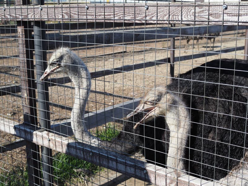 Ostrich Bird in a Cage at the Farm Zoo. Stock Image - Image of beak ...
