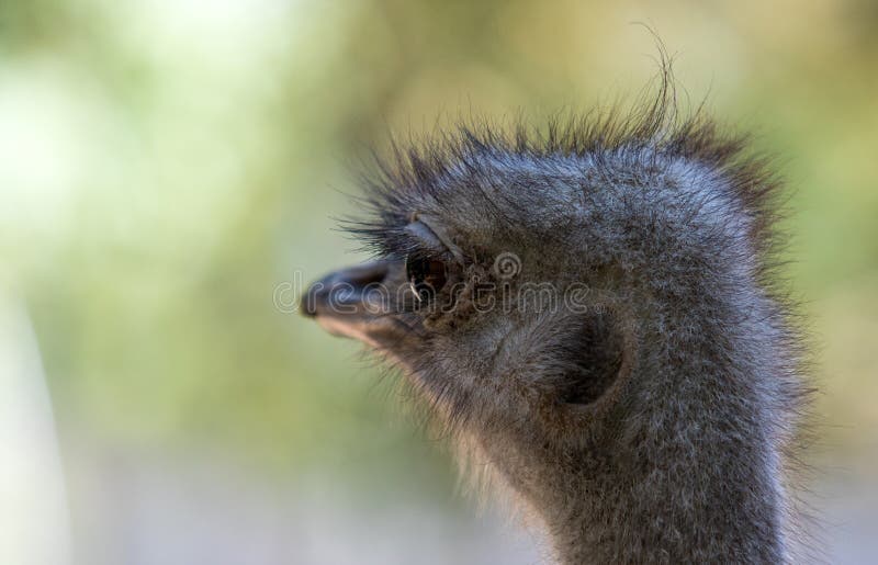 Ostrich bird face looking stock photo. Image of neck - 204294372