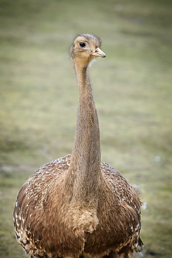 Ostrich Bird Front Portrait in the Park Stock Photo - Image of ...