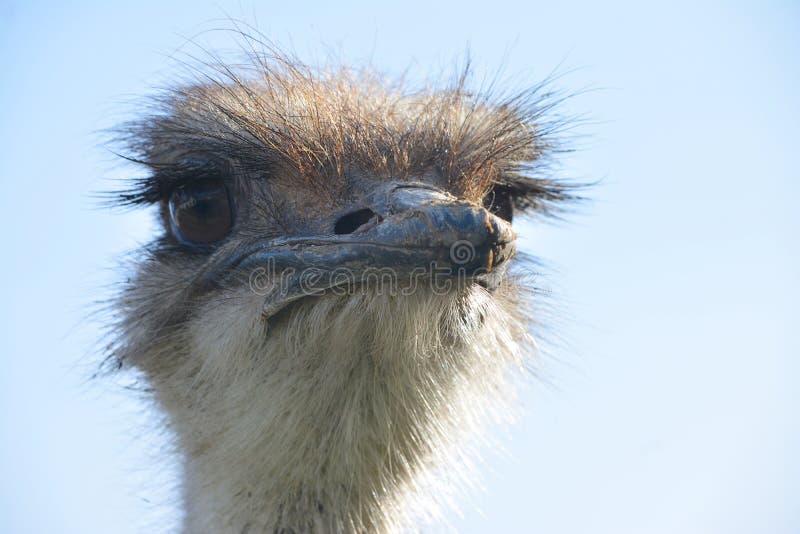 Ostrich Bird Head for Concept Design Stock Image - Image of ostriches ...