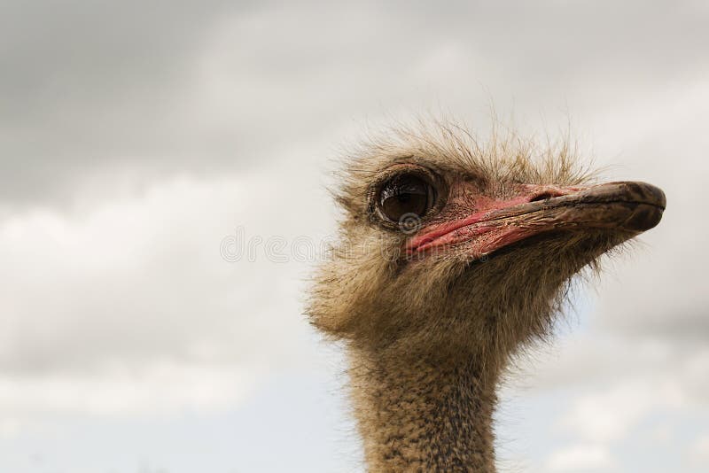 Ostrich Bird Head and Neck Front Portrait Stock Photo - Image of fauna ...