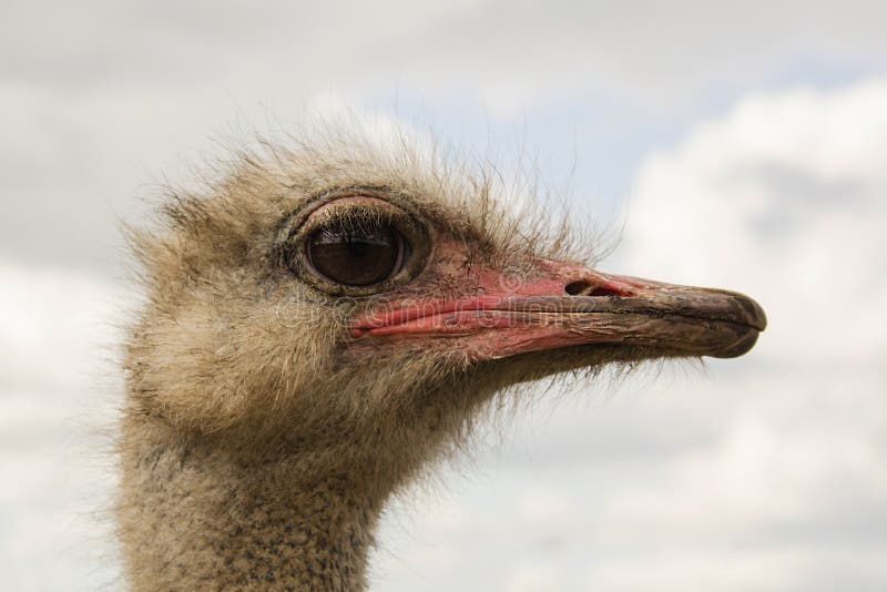 Ostrich Bird Head and Neck Front Portrait Stock Image - Image of bird ...