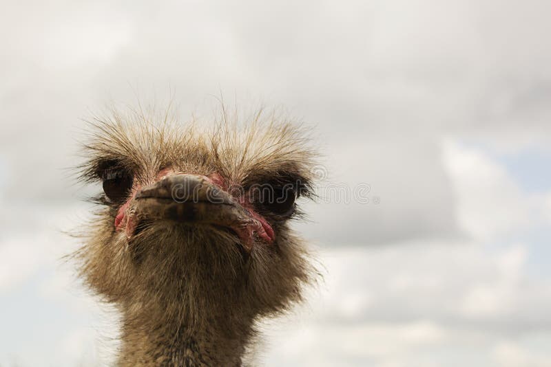 Ostrich Bird Head and Neck Front Portrait Stock Image - Image of life ...