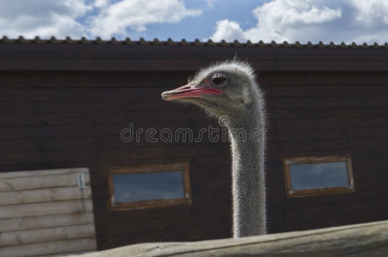 Ostrich Bird Head and Neck Front Portrait in the Farm Stock Image ...