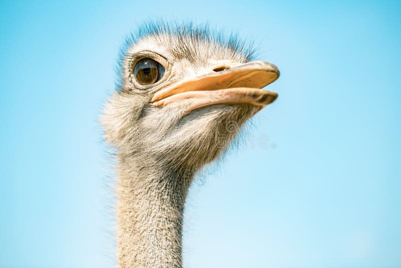 Ostrich Bird Head and Neck Front Portrait in the Park Stock Image ...
