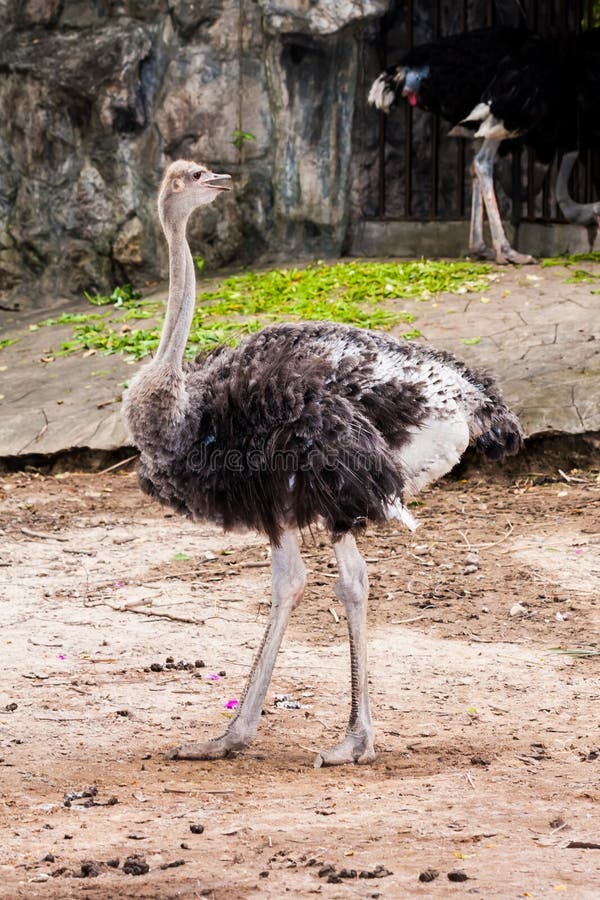 Ostrich Bird Standing in Zoo Stock Image - Image of safari, park: 27667331