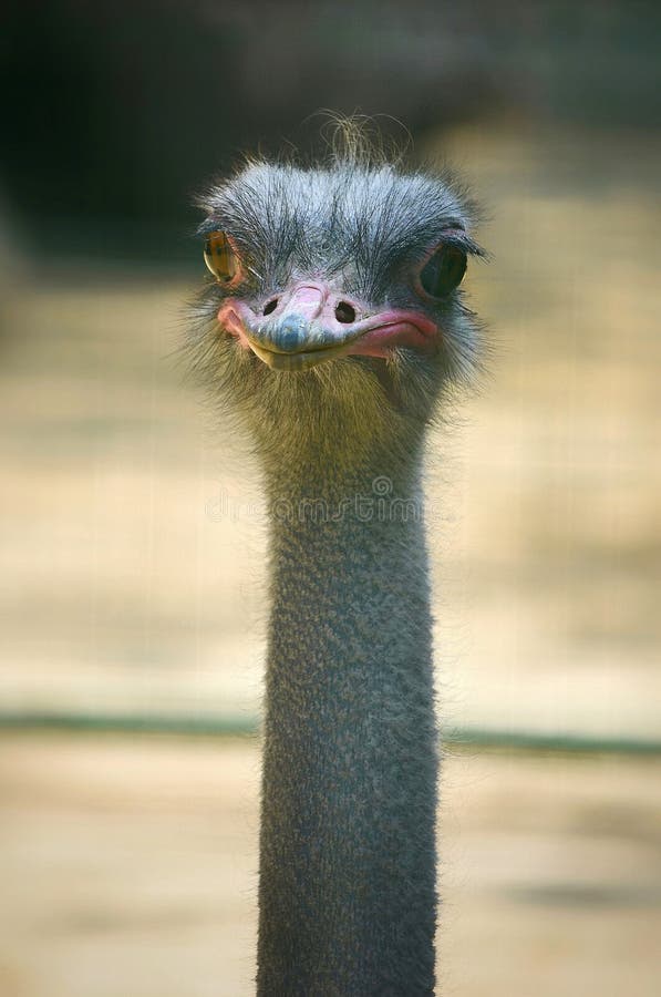 Ostrich Bird Summer View Beek Stock Image - Image of beek, view: 256527315