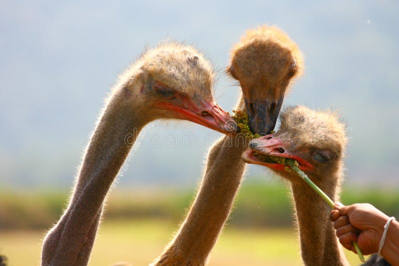 Ostrich birds stock photo. Image of avian, fauna, flightless - 43078498