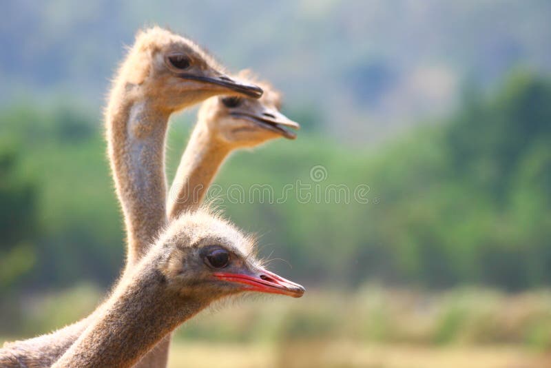 Ostrich birds stock image. Image of african, flightless - 43078517