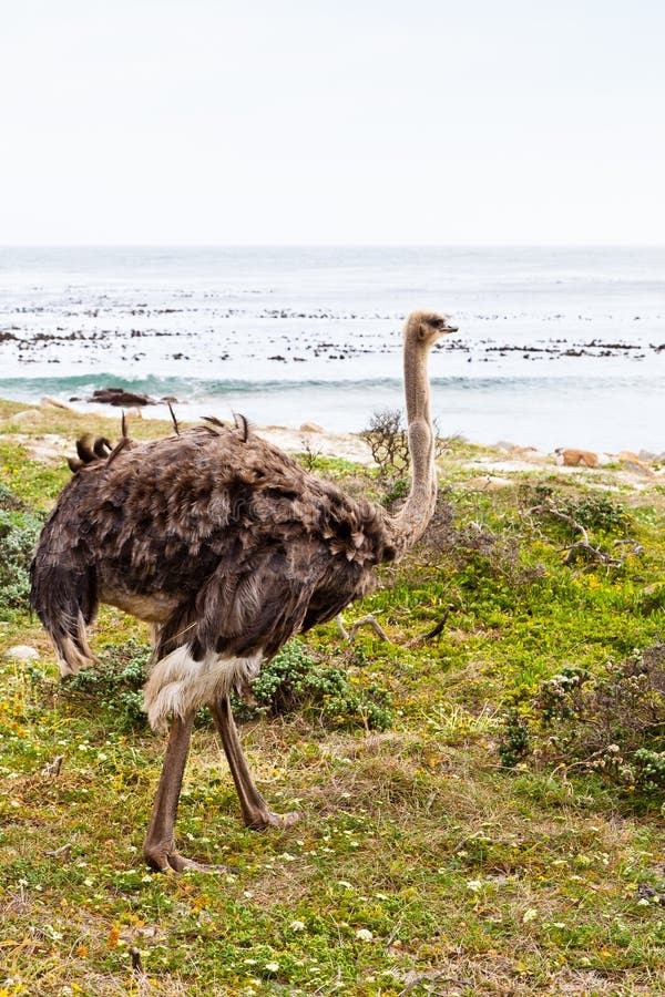 Ostrich Birds in a Grassland Stock Photo - Image of outdoor, grass ...