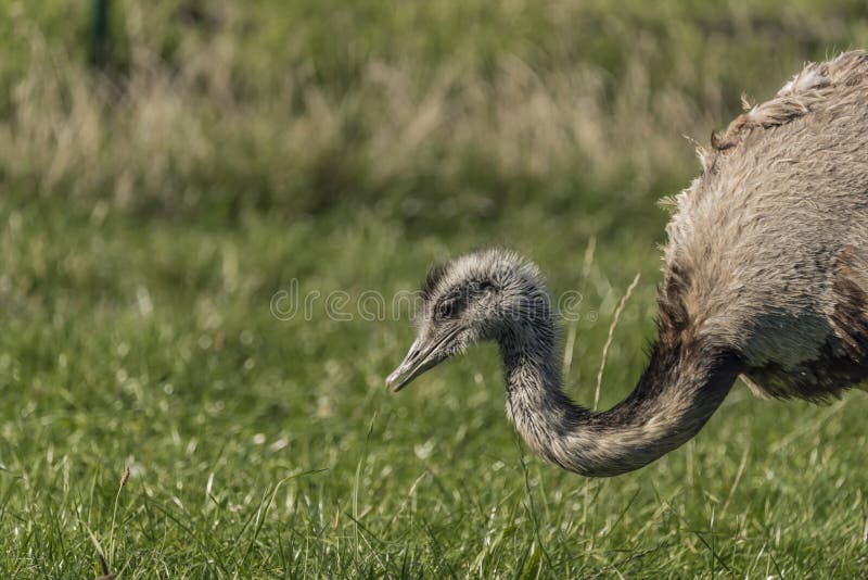 Ostrich Birds on Green Grass with Sun Light Stock Photo - Image of ...