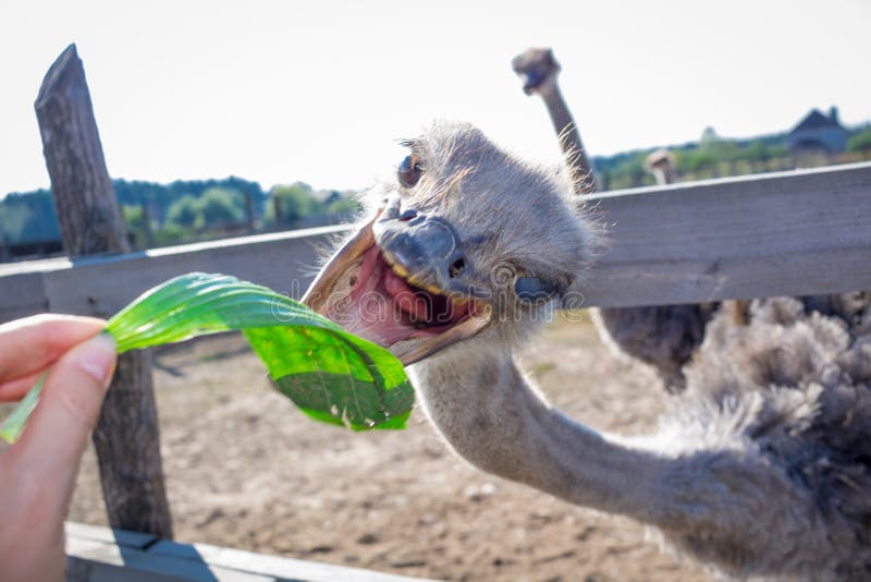 Ostrich Bites a Green Leaf on Ostrich Farm Countryside Stock Image ...