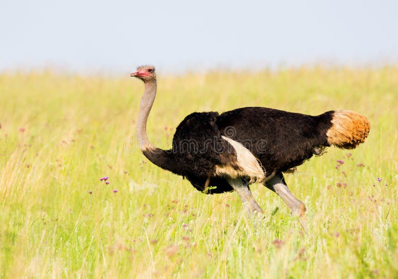 Ostrich Breeding Pair stock photo. Image of looking, bird - 13753180