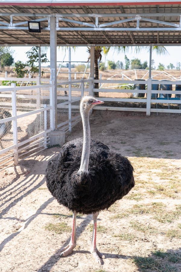 The Ostrich is in a Cage at the Zoo Outdoors Stock Image - Image of ...