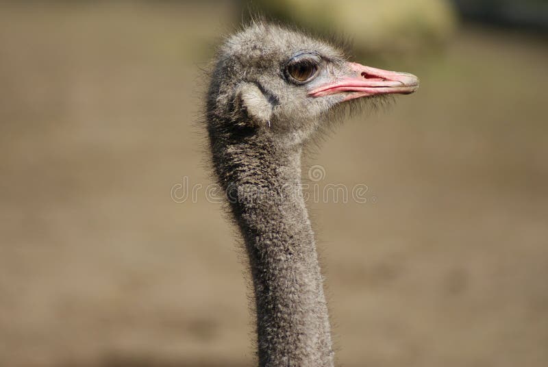 Ostrich - Camel-bird stock image. Image of camel, ostrich - 40745679