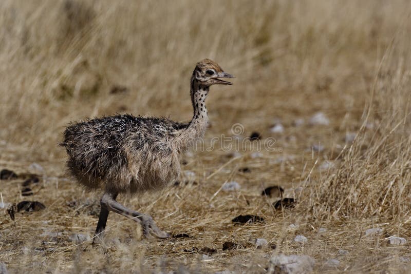 Ostrich chick, Namibia stock photo. Image of safari, etosha - 11193346