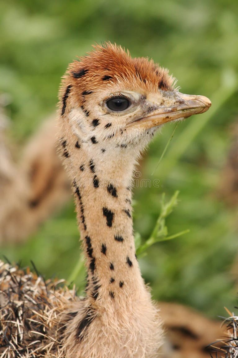 1,191 Baby Ostrich Stock Photos - Free & Royalty-Free Stock Photos from ...