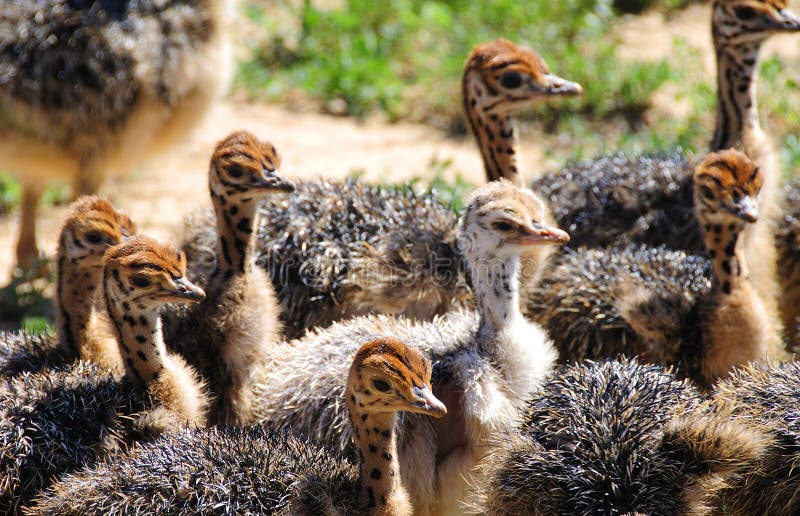Ostrich Chicks in South Africa Stock Image - Image of neck, oudtshoorn ...