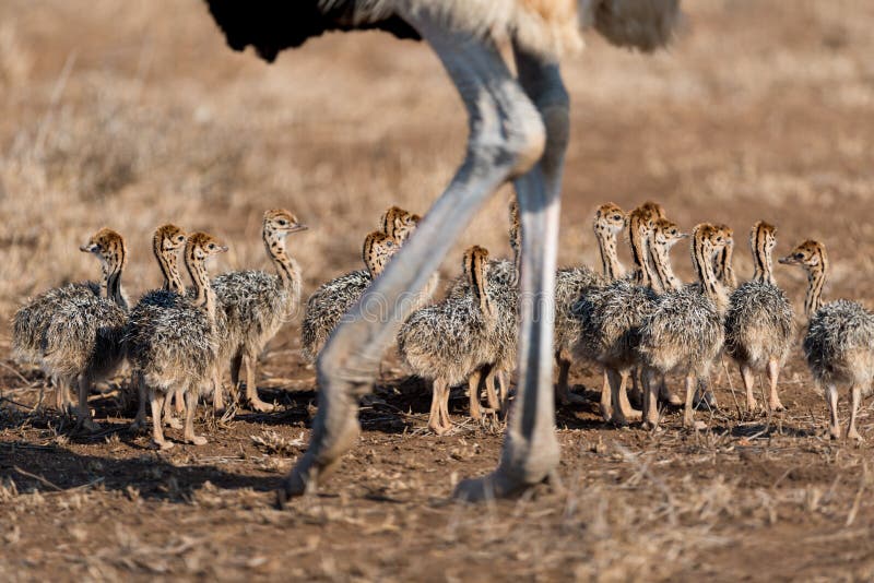 Ostrich with chicks stock image. Image of unspoiled - 174955171