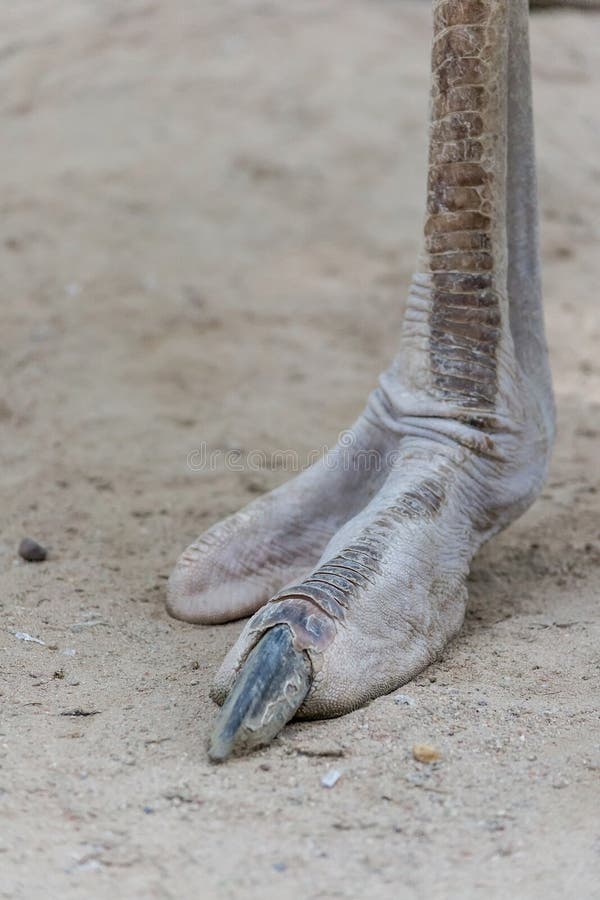 Ostrich Claws