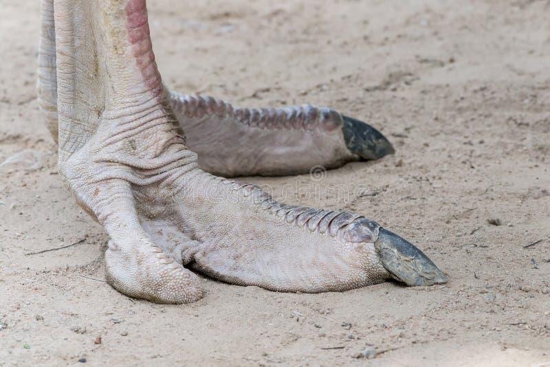 197 Ostrich Feet Stock Photos - Free & Royalty-Free Stock Photos from ...