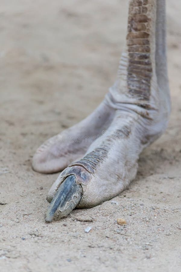 171 Ostrich Feet Photos - Free & Royalty-Free Stock Photos from Dreamstime