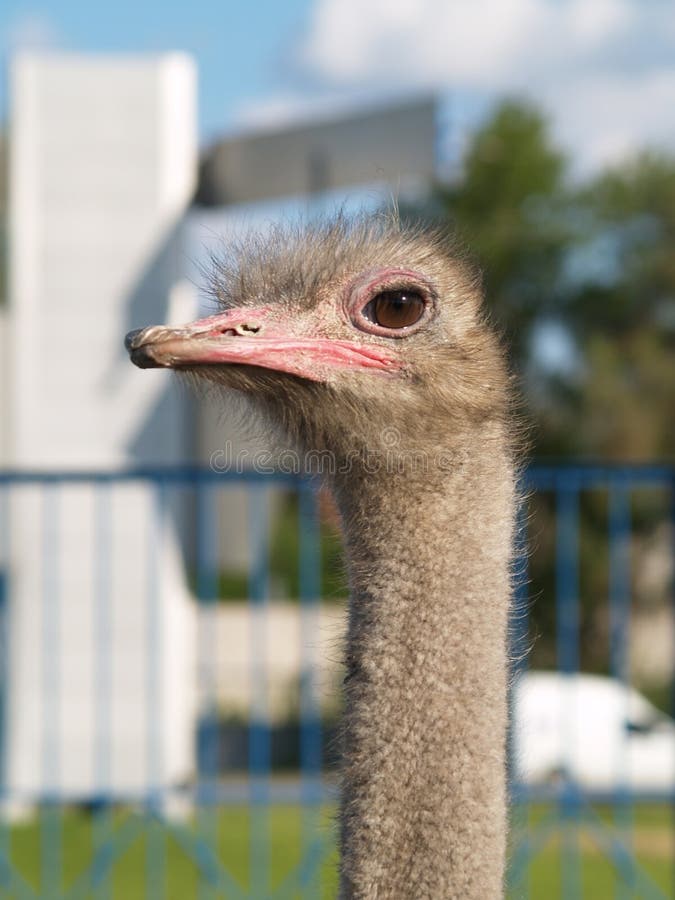 Ostrich close-up stock image. Image of farm, ghanaian - 100014153