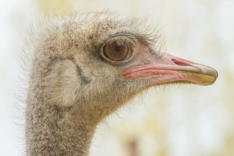 Ostrich Close Up Portrait, Close Up Ostrich Head Struthio Camelus Stock ...