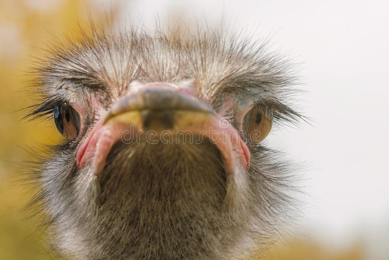 Ostrich Close Up Portrait, Close Up Ostrich Head Struthio Camelus Stock ...