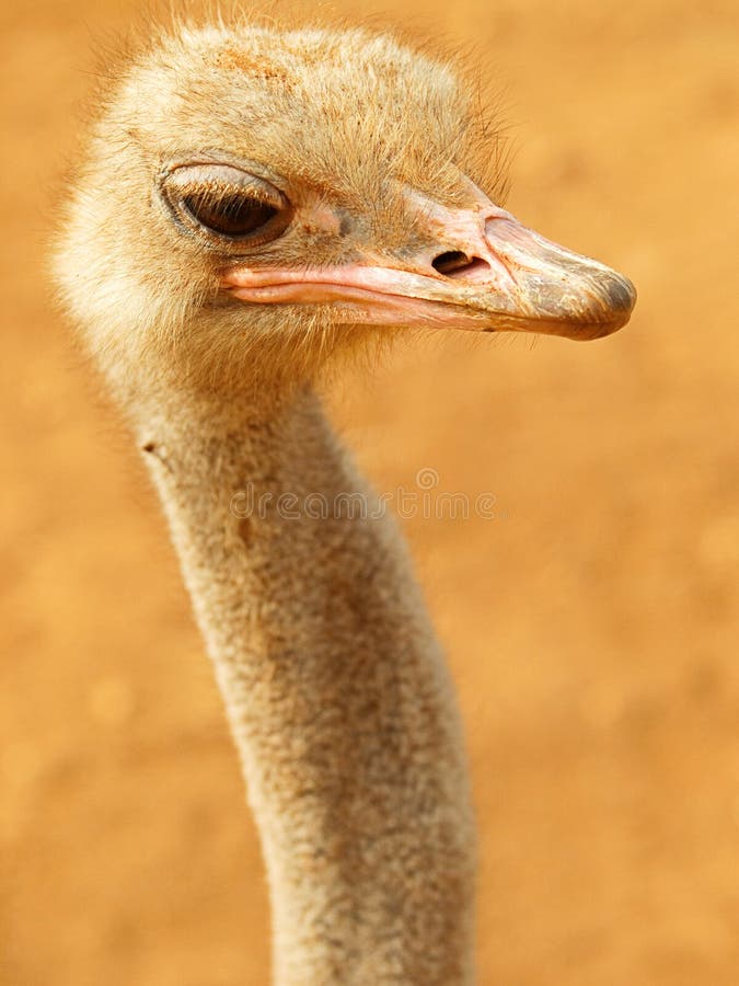 Ostrich close up stock image. Image of neck, outdoors - 48847367