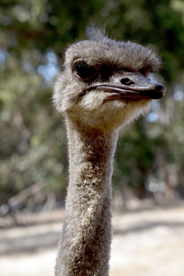 Emu ostrich ear side view stock image. Image of stare - 159622197