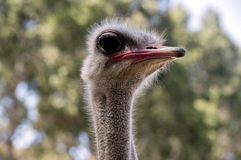Emu ostrich ear side view stock image. Image of stare - 159622197