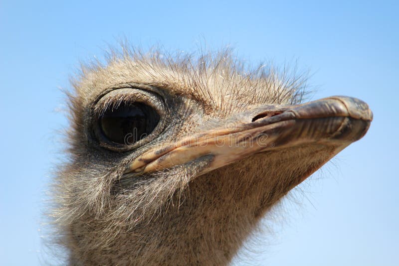 Ostrich close-up stock photo. Image of wild, struthio - 54907222