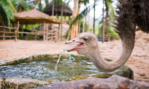 Ostrich drinking water stock image. Image of outdoor - 29009919