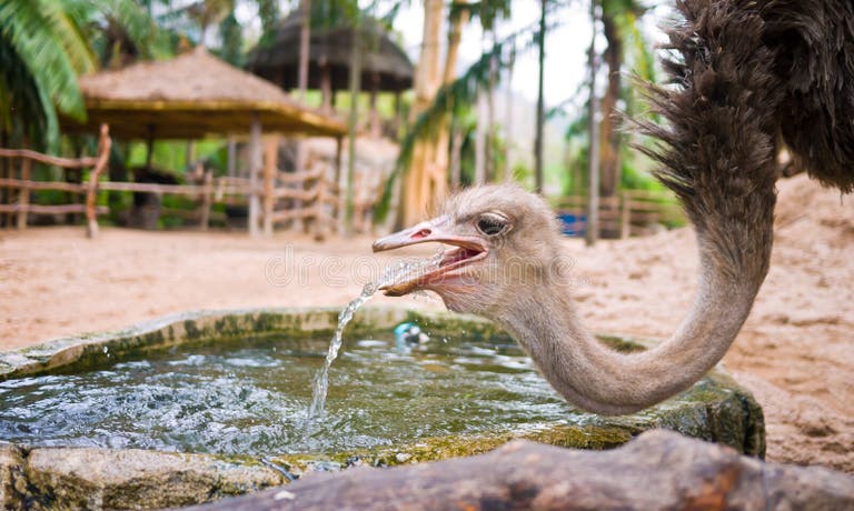 Ostrich drinking water stock image. Image of outdoor - 29009919