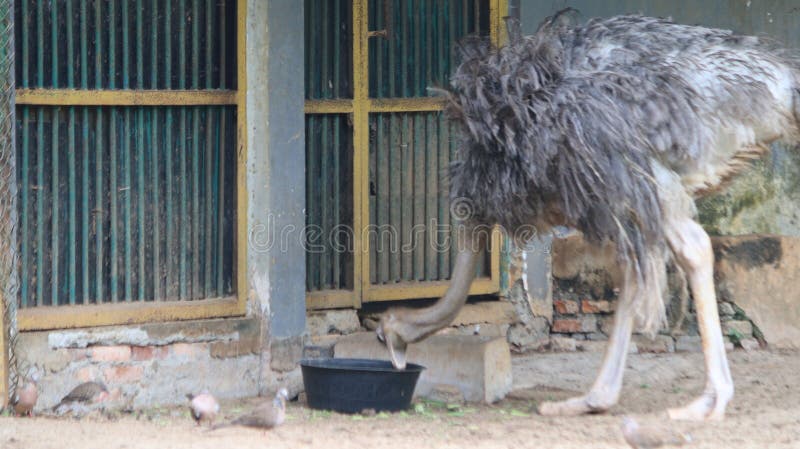 Ostrich Drinking Water in Enclosure Stock Photo - Image of wildlife ...