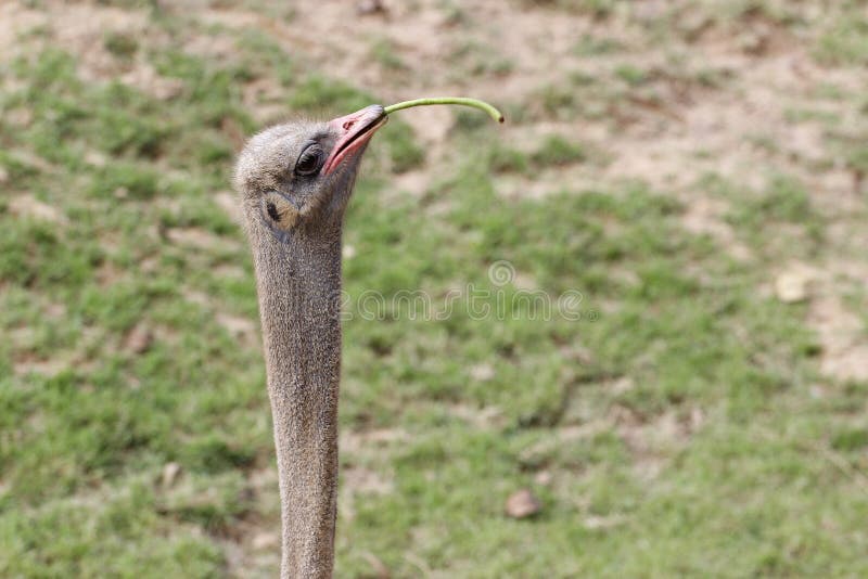 The Ostrich Eat Vegetable on Garden Stock Image - Image of nature ...