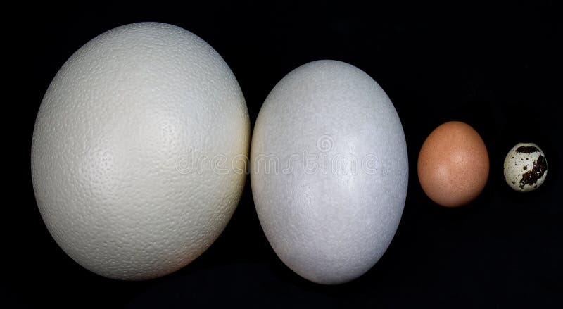 Eggs in a Row - Ostrich, American Rhea, Chicken, Quail Stock Image ...
