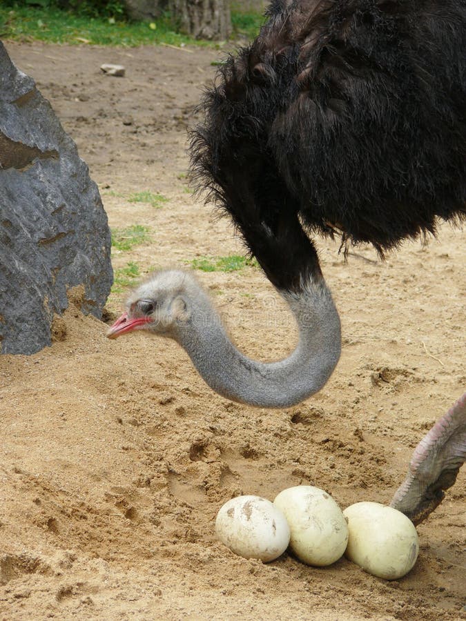 Ostrich eggs stock photo. Image of animal, farm, sand - 28887950