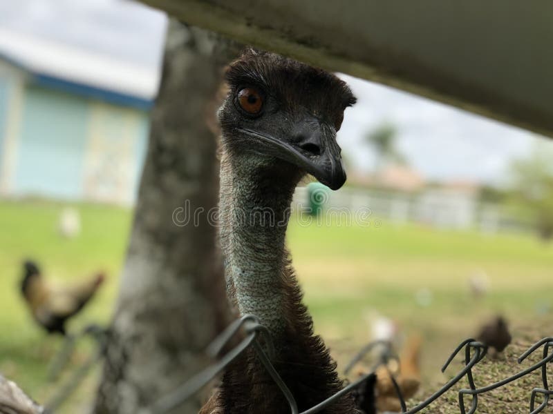 Ostrich, Emu, Ratite, Bird stock image. Image of beak - 118871099