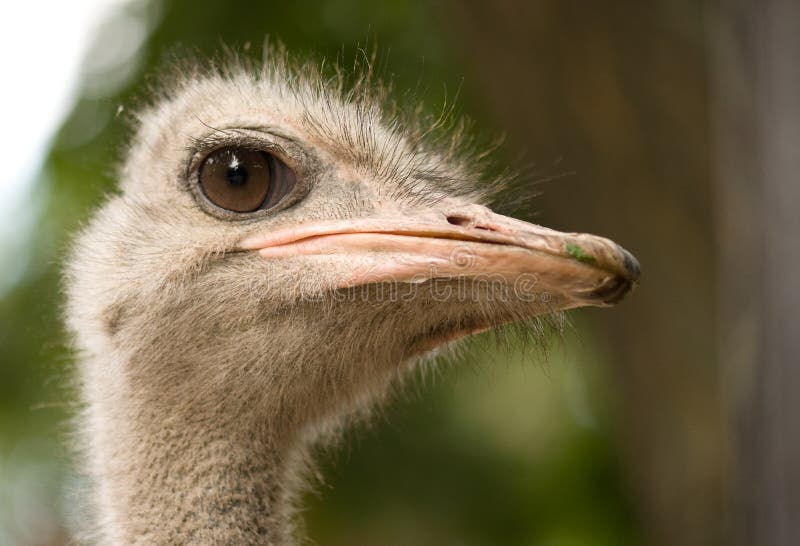 Ostrich face stock photo. Image of neck, nostrils, curious - 10808272