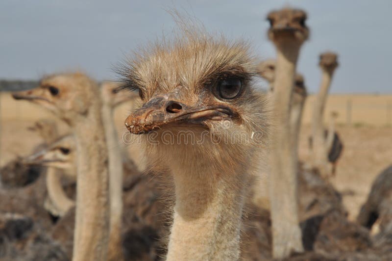 Ostrich face stock photo. Image of ostrich, hair, brown - 12431176