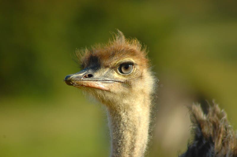 Cute Baby Ostrich stock photo. Image of wilderness, young - 17022892