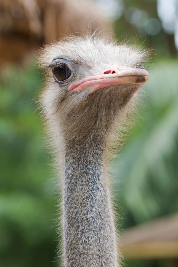 Ostrich face close up stock image. Image of feather, face - 31986977