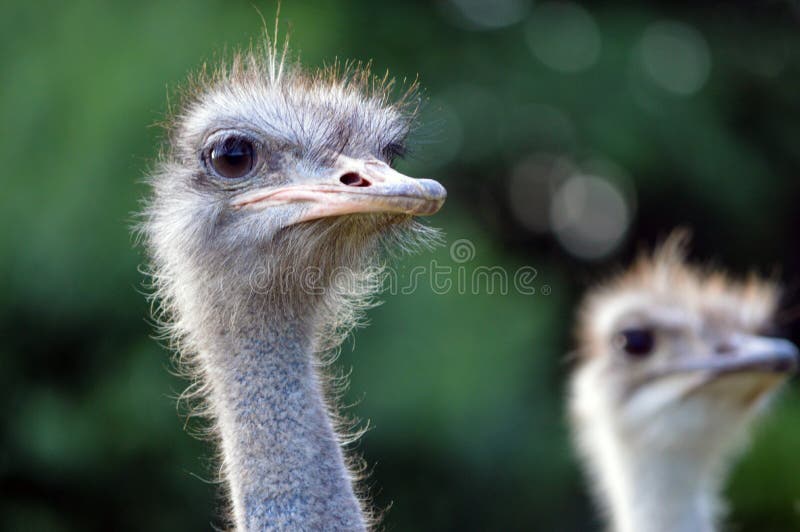 Ostrich face stock image. Image of ostrich, hair, eyes - 97190863