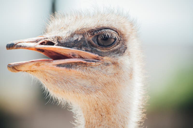 Ostrich face close-up. stock image. Image of silly, eyelashes - 92210287
