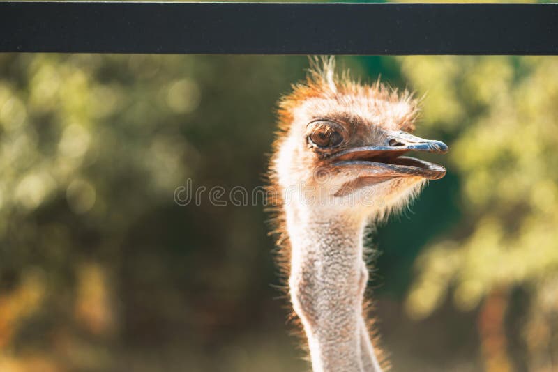 Ostrich Face Close-up. Wildlife and Animal Rights Stock Photo - Image ...